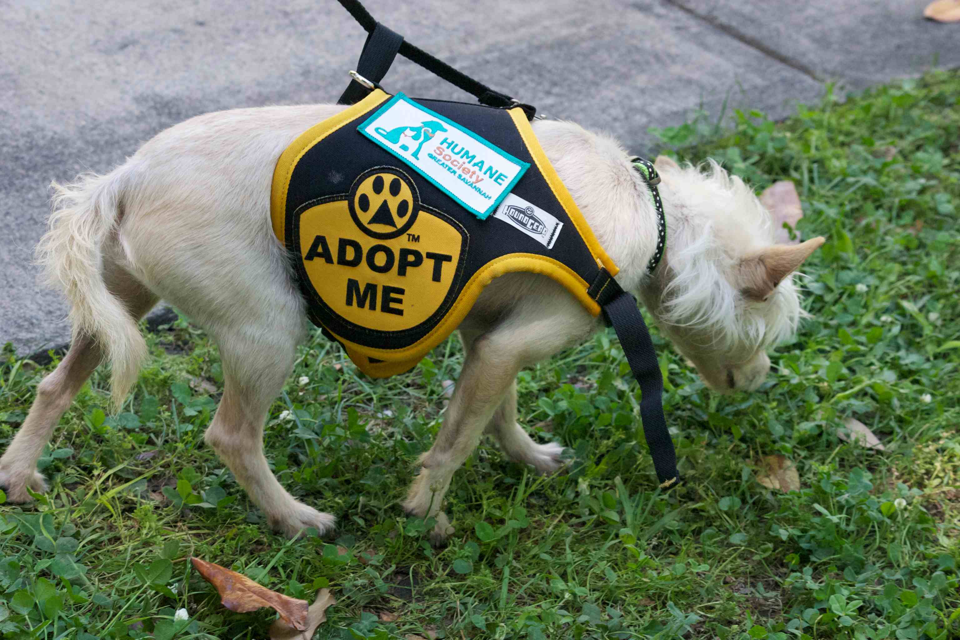 So cute! Doggie Carnival unleashed on Forsyth – SCAD District