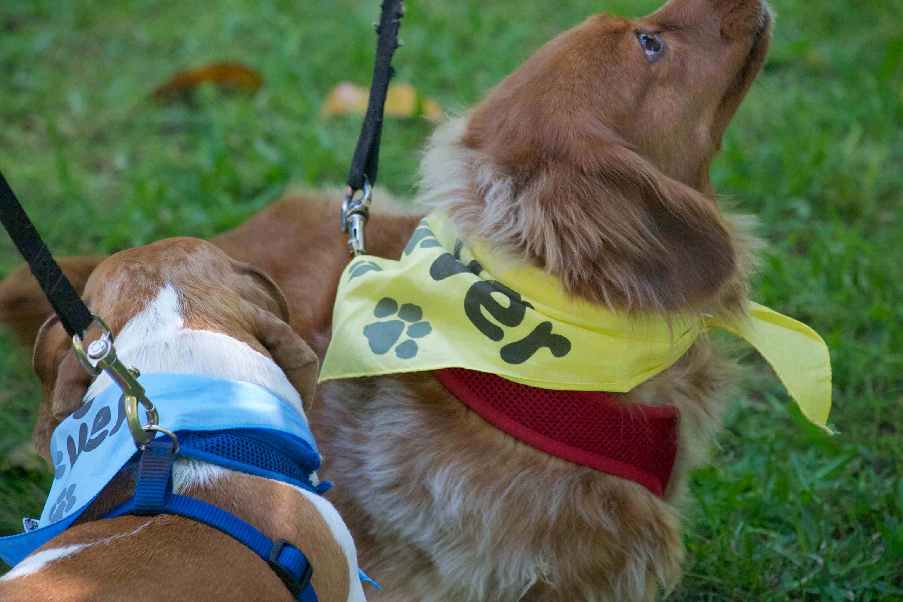So cute! Doggie Carnival unleashed on Forsyth – SCAD District